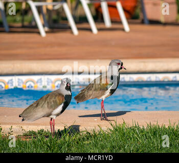 Andean lapwing, Vanellus resplendens, bird sitting in the grass ...
