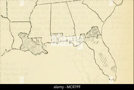 Sugar Cane field Southern Florida Stock Photo - Alamy