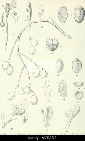 Halopegia azurea K Schum Halopegia azurea K Schum Stock Photo - Alamy