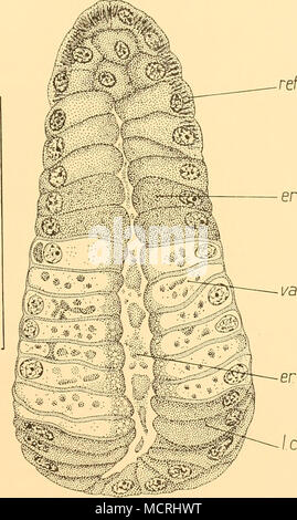 This anatomical illustration presents a transverse section of the femur ...