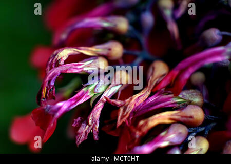 Red bell flowers closeup with selective focus Stock Photo - Alamy