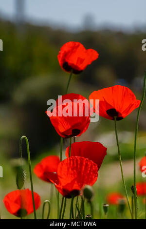 closeup of flowering red poppies. Photographed in Israel, In March ...