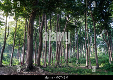 tropical rainforest, India, Andaman Islands, Havelock Island Stock ...