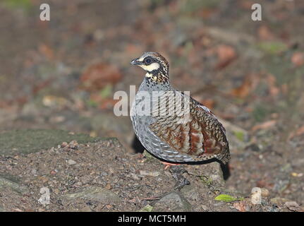 Taiwan Partridge (Arborophila crudigularis) adult standing on dirt ...