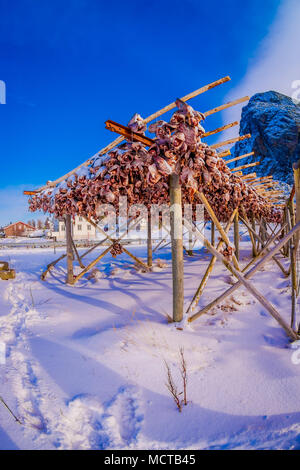 Stockfish (cod) in winter time in Reine, Lofoten Islands, Norway Stock ...