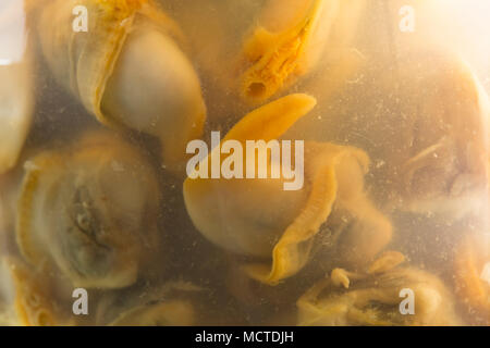 Cockles, cerastoderma edule, in a jar pickled in vinegar bought from a ...