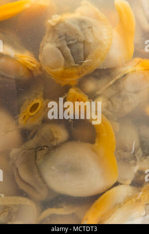 Cockles, cerastoderma edule, in a jar pickled in vinegar bought from a ...