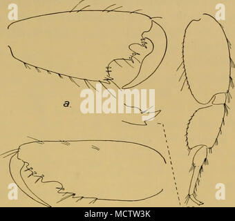 Description and Anatomy of Invertebrates from Lower Sicily - A detailed ...