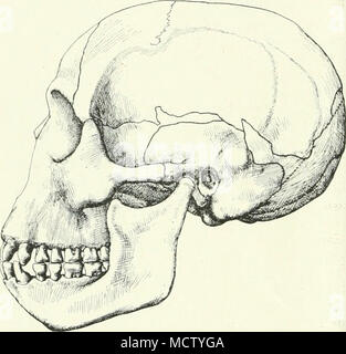 A human skull without the lower jaw on a white surface. The inner Stock ...