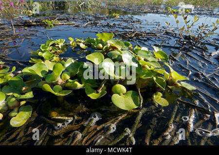 Eichhornia crassipes, Water Hyacinth floating on waters surface with ...