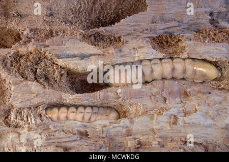 Bark beetle larva into a tree Stock Photo - Alamy