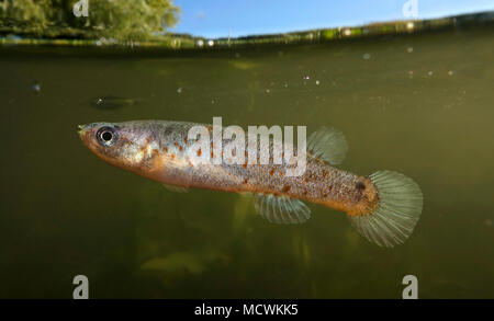 Mangrove underwater with sea life in the roots, Atlantic ocean Stock ...