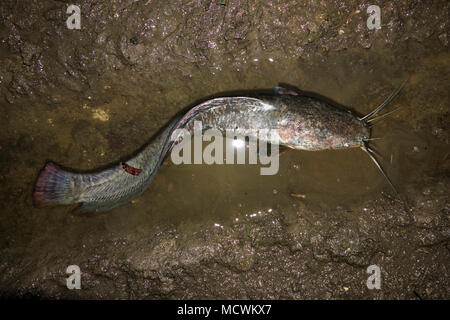 African sharptooth catfish (Clarias gariepinus), many catfishes in a ...