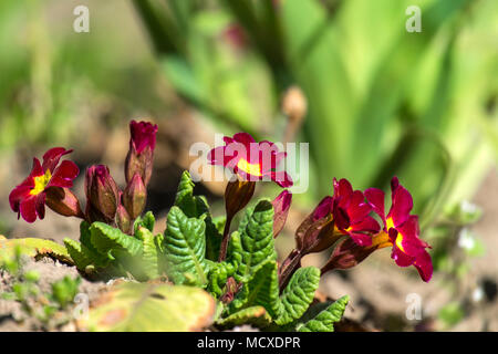 Burgundy and Yellow Primrose Closeup Stock Photo - Alamy