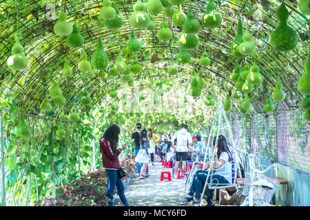 Tourists visit Ornamental Gourd garden with hundreds gourds hanging on ...