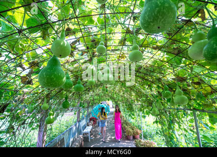 Tourists visit Ornamental Gourd garden with hundreds gourds hanging on ...