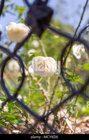 Wragg Square, Charleston, South Carolina, USA Stock Photo - Alamy