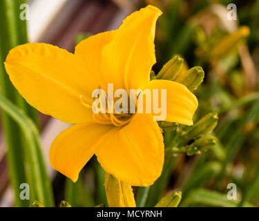 newly opened yellow lily in the south garden in the morning light Stock ...