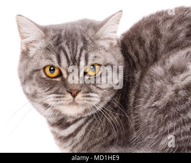 close up of scottish fold kitten Stock Photo - Alamy