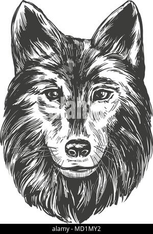 muzzle of a wolf, wildlife hand drawn vector illustration realistic ...