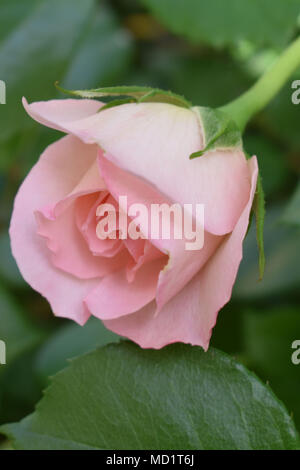 Single pink rose on a bush Stock Photo - Alamy