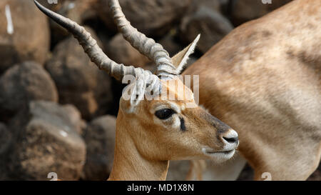 Indian Chinkara gazelle, closeup shots Stock Photo - Alamy