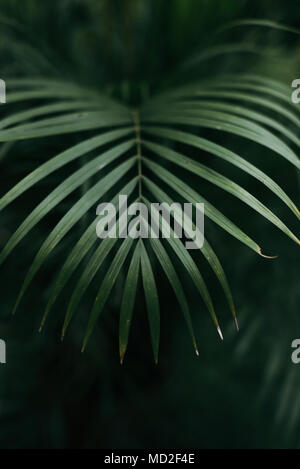 Dark green tropical leaf texture with water drops close up in Punta ...