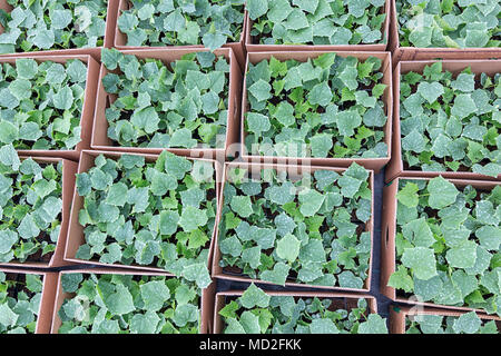 Nursery cucumber seedlings, seedlings business. ready for transport ...