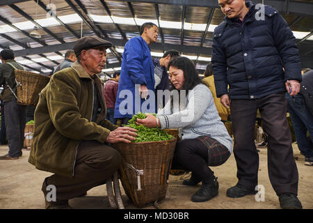 China, Sichuan province, Emei, fresh tea market, the pickers sale the ...