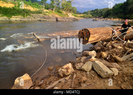 timber transported to the Busang river after logging in the rain forest ...