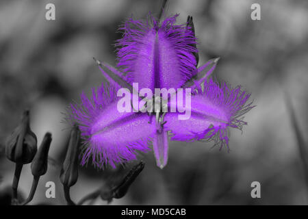 Common Fringe-lily (Thysanotus tuberosus), New South Wales, Australia ...