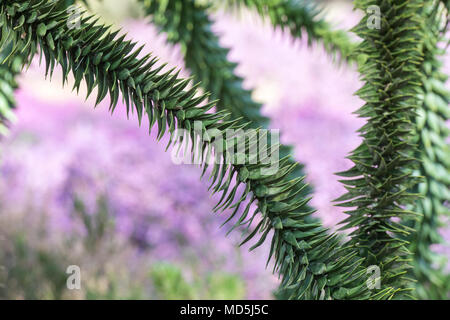 Monkey puzzle tree trunk Stock Photo - Alamy