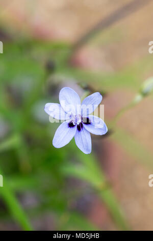 Freesia Laxa Azurea flower. False Freesia. Anomatheca laxa subsp ...