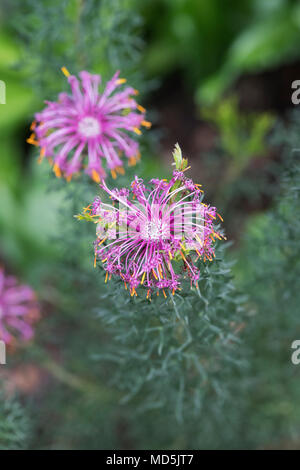 Isopogon formosus, Rose Coneflower Stock Photo - Alamy