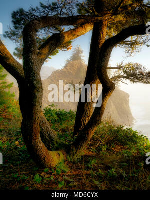 Shore Pine trees and coastline. Thunder cove Samuel H. Boardman State ...