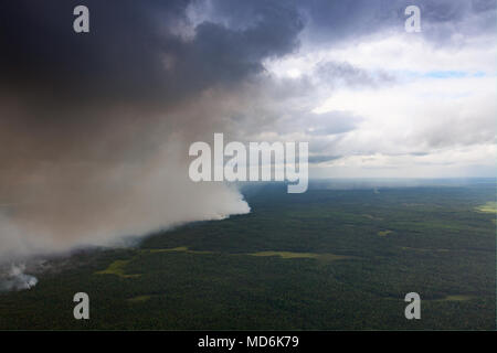 An aerial view of a forest burnt by wildfire Stock Photo - Alamy
