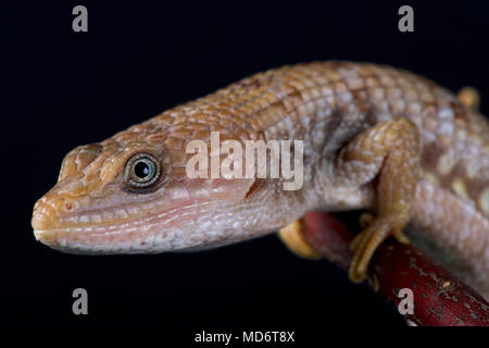 Texas Alligator Lizard Gerrhonotus infernalis adult in leaf litter of ...