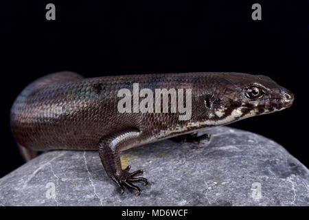 Odd-chinned Giant Skink (Eugongylus mentovarius) is a giant predatory ...