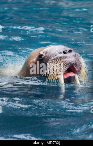 Big Walrus swimming in the water in Svalbard on a cold winter day Stock ...