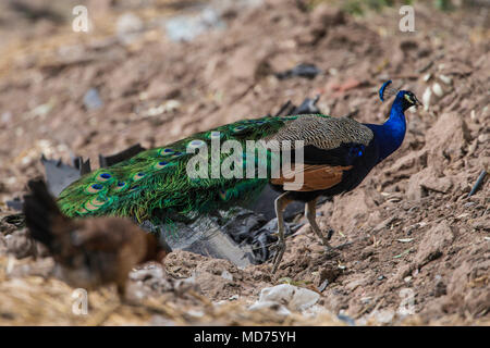El guajolote ocelado o pavo ocelado (Meleagris ocellata), Meleagris ...