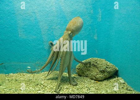 octopus (Octopus vulgaris), aquarium, old town, Dubrovnik, Croatia ...