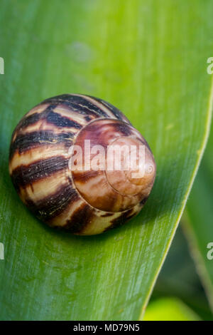 Giant African Snail in Puerto Rico Stock Photo - Alamy