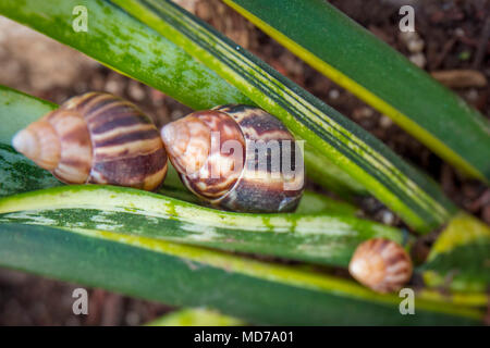 Giant African Snail in Puerto Rico Stock Photo - Alamy