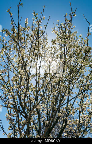 A beautiful pear tree in bloom. White flowers and buds. Spring blooming ...