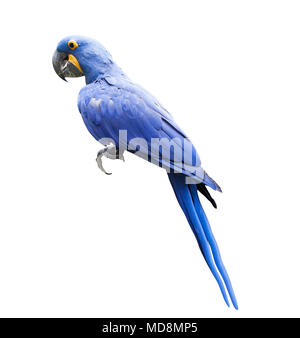 side view full body of hyacin macaw bird isolated white background ...