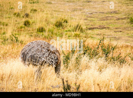 Ñandu (Darwin's or lesser rhea) feeding, Torres del Paine National Park ...