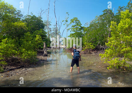 Young mangroves in the water. Tropical mangrove green tree forest ...
