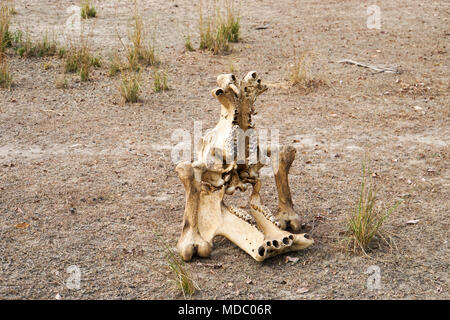 Skeleton of hippopotamus Stock Photo - Alamy