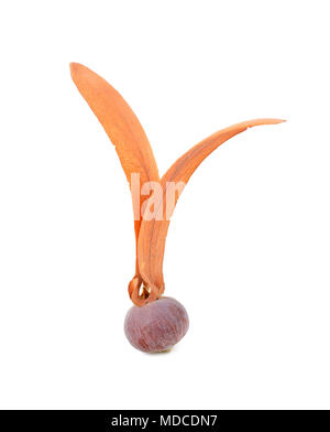 Hopea odorata Hopea odorata Stock Photo - Alamy