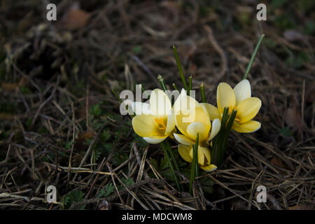 Early spring flowers, in Stockholm, Sweden Stock Photo - Alamy